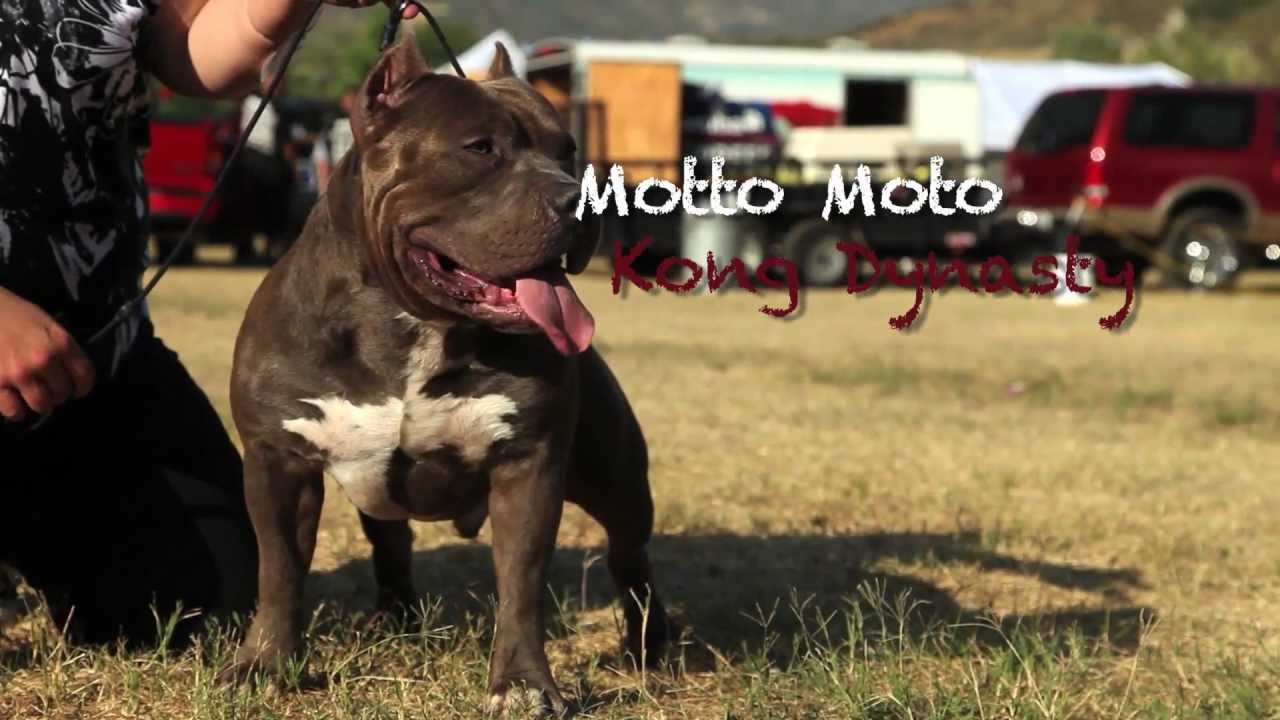 American bully shows - best shows summer 2012