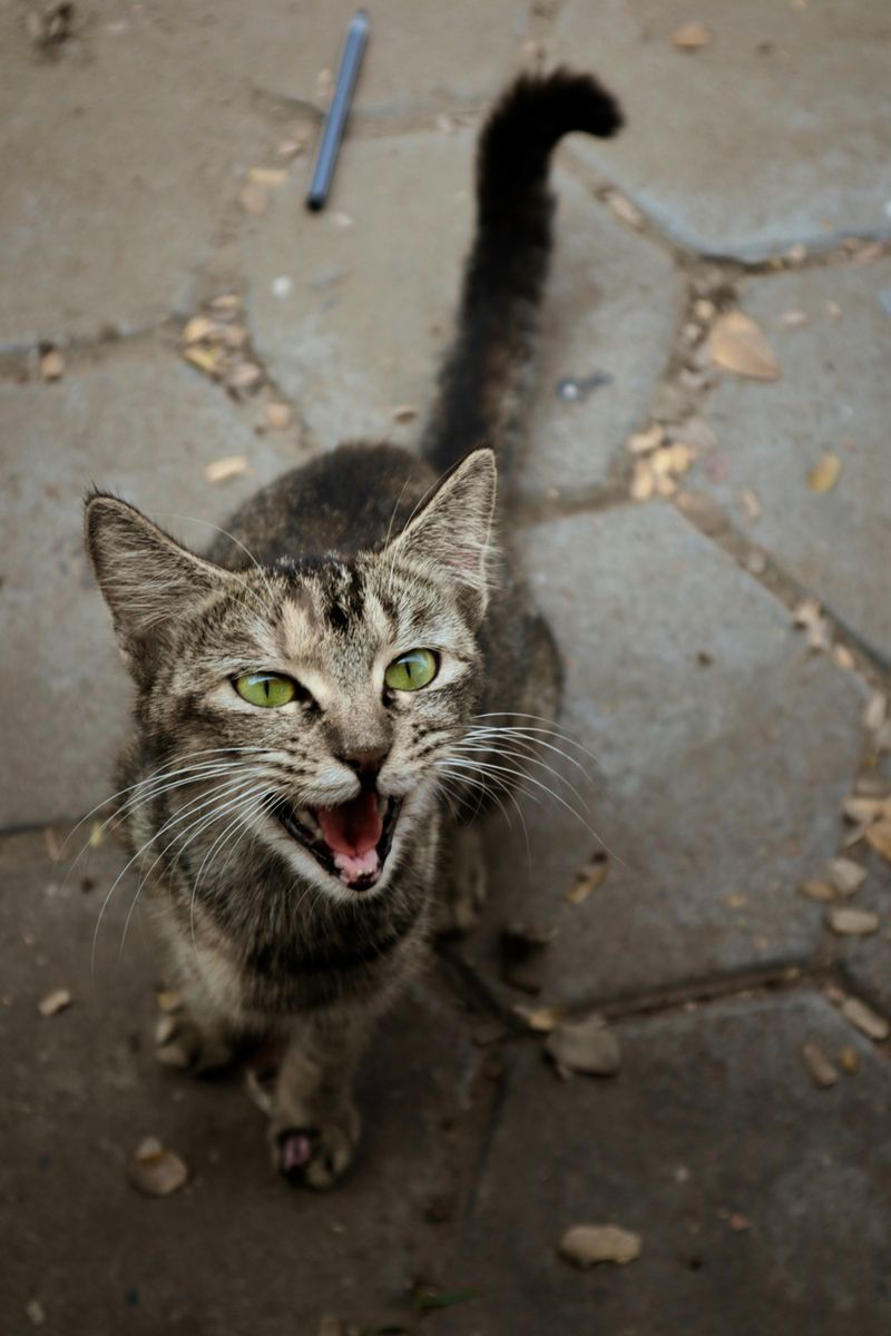 This Is What Your Cat Is Trying To Tell You With Every Twitch Of Their Tail