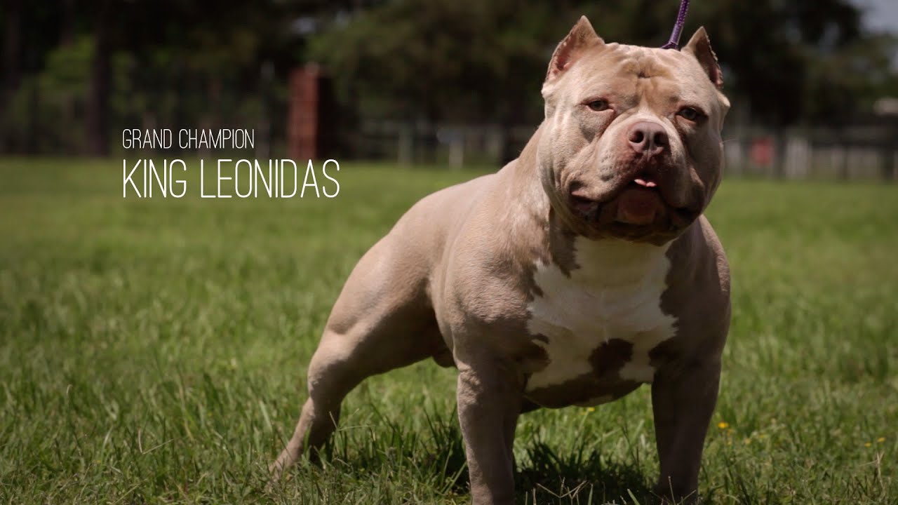 American Bully grand champion - King Leonidas