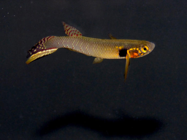 Rediscovery of lost fish species provides a second chance for conservation