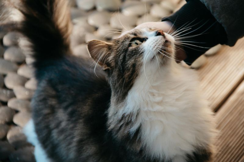 This Is What Your Cat Is Trying To Tell You With Every Twitch Of Their Tail