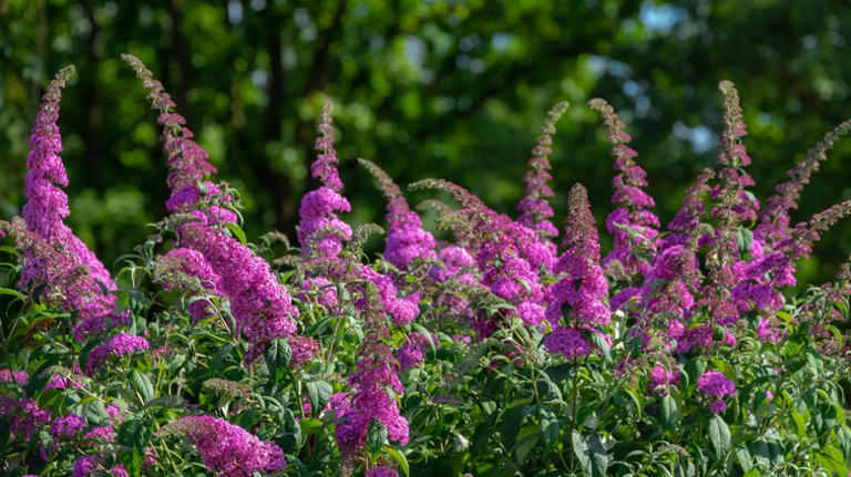 21 Hedges And Shrubs That Are Safe For Planting Next To Your House