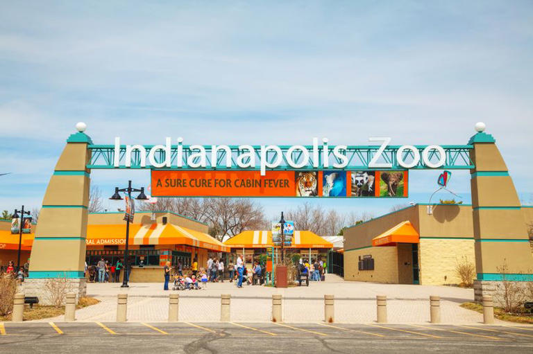 Chimpanzee escape puts zoo on lockdown as she causes chaos and visitors ...