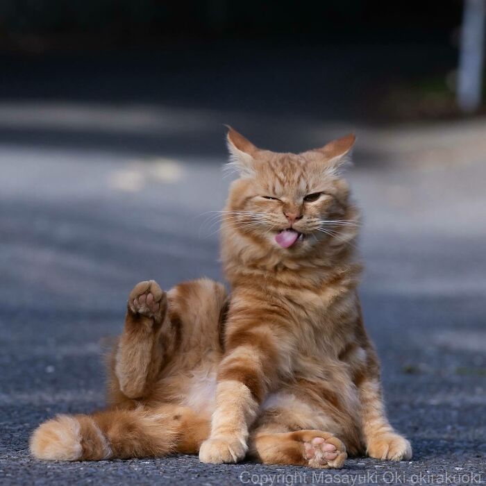 Celebrating The Quirky And Playful Side Of Cats: 50 Of The Best Photos ...