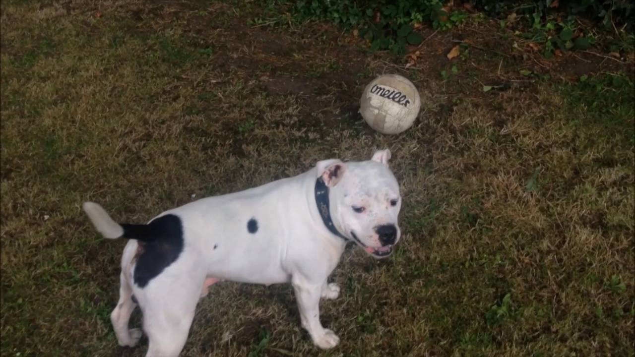 BUSTER A BEAUTIFUL ENGLISH STAFFORDSHIRE E BULL TERRIER (FAN SUBMITTED)