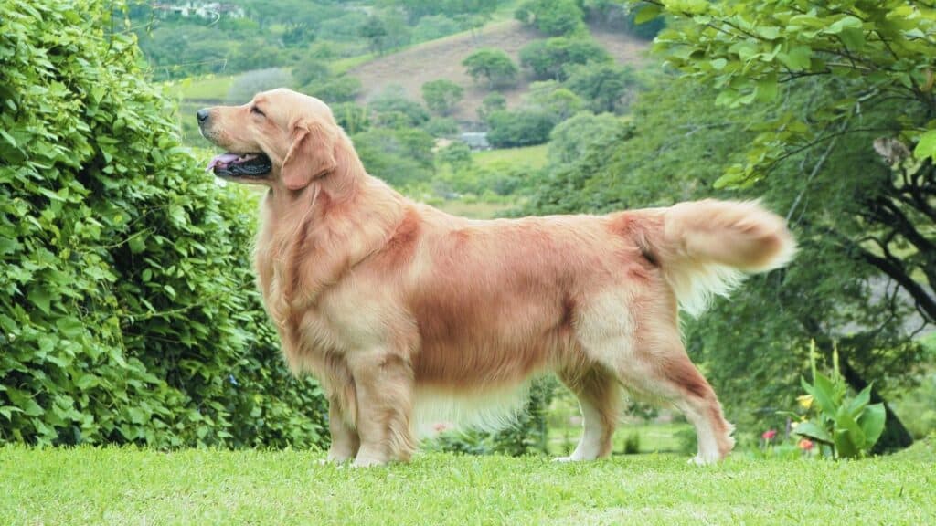 12 Dog Breeds Renowned for Their Unwavering Loyalty