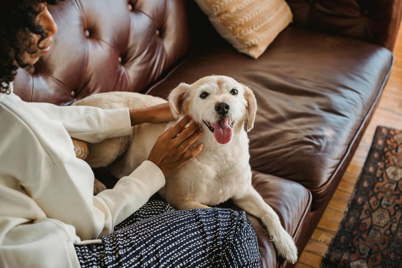 10 Signs Your Senior Dog Still Feels Deeply Bonded To You Even After ...