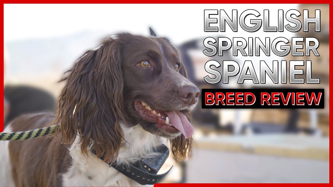 English springer spaniel breed review