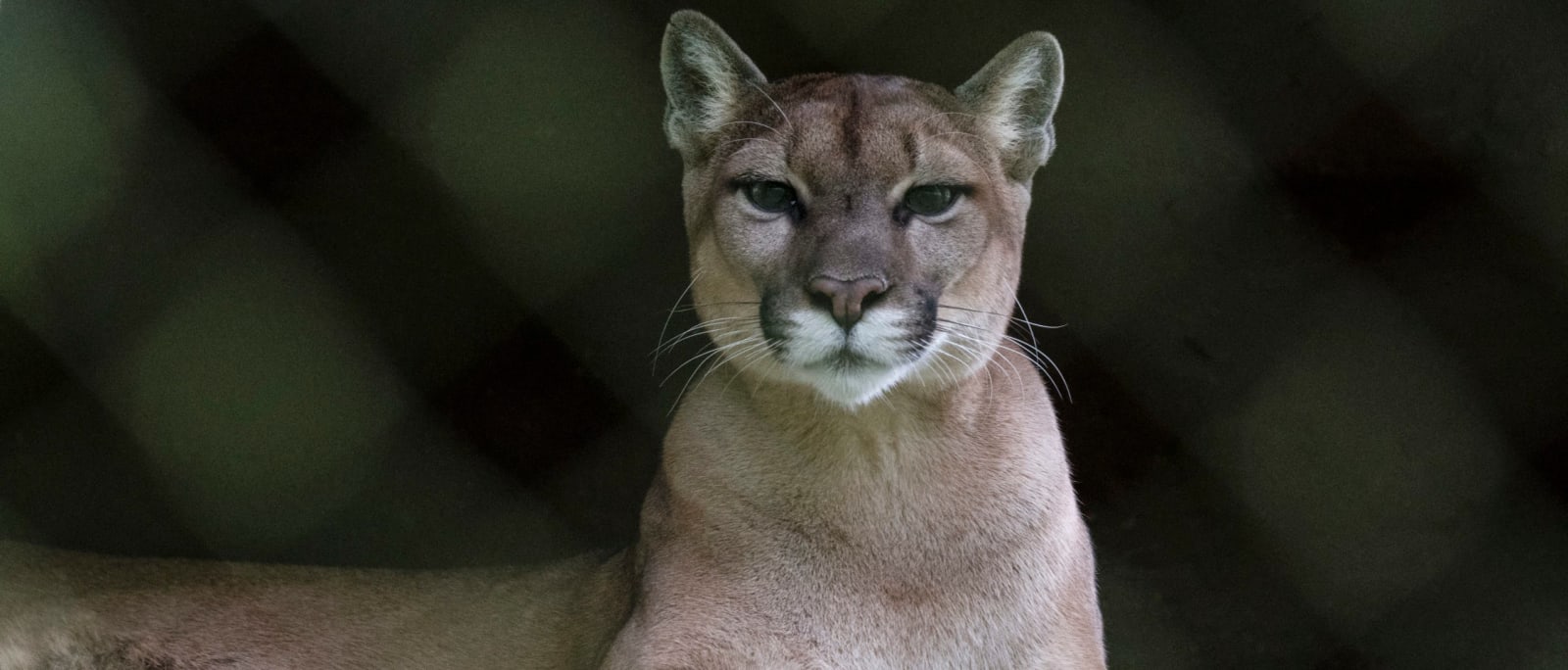 Texas Hikers Catch Mountain Lion Staring Them Down In Tense Video