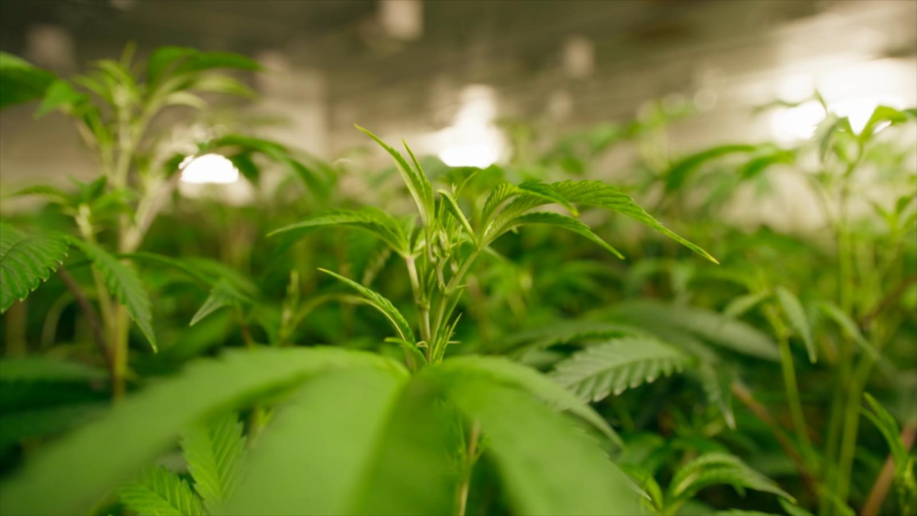Hemp business co-founder on new measure banning some THC gummies and drinks