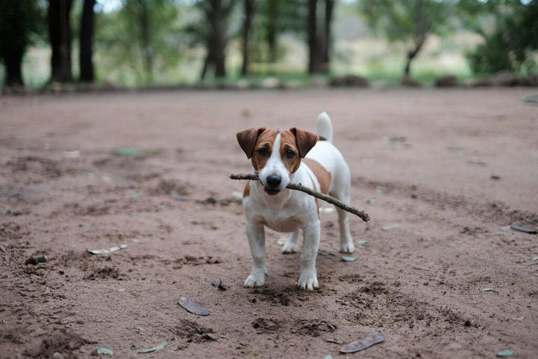 15 Dog Breeds That Overwhelm First-Time Owners the Most