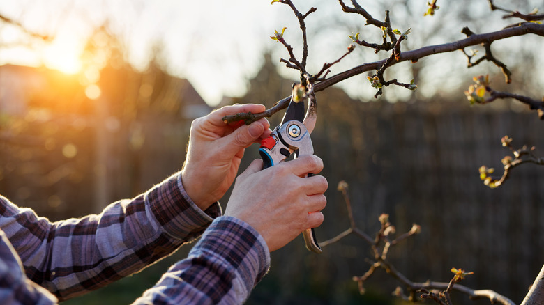 The Fruit Tree You Should Be Pruning In November To Boost Growth