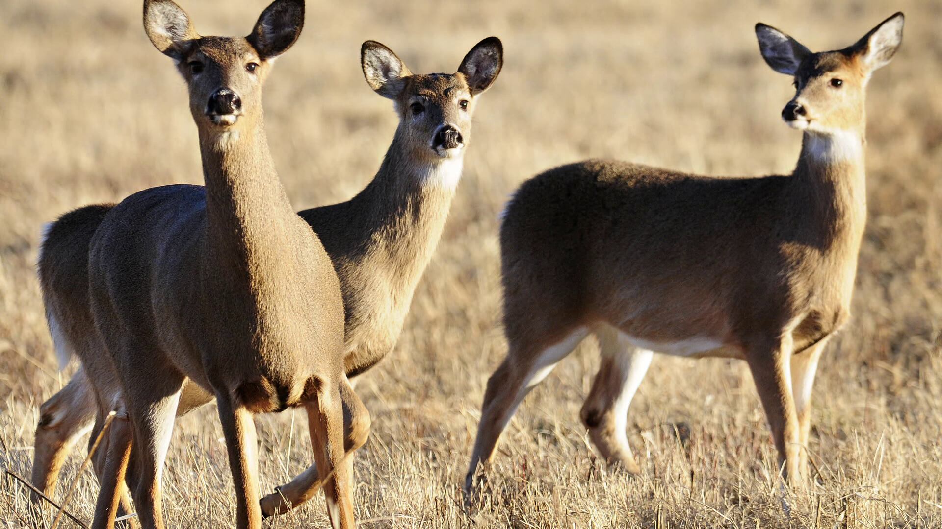 Firearm deer hunting season kicks off Saturday in Michiana
