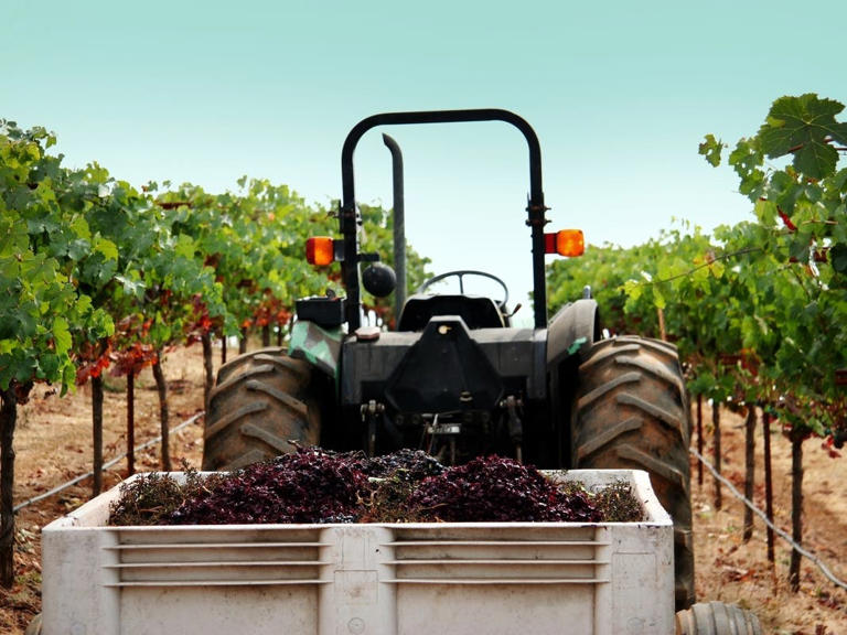 Napa Valley Economy Strong, Wine Industry ‘Solid.' But Housing...: Report