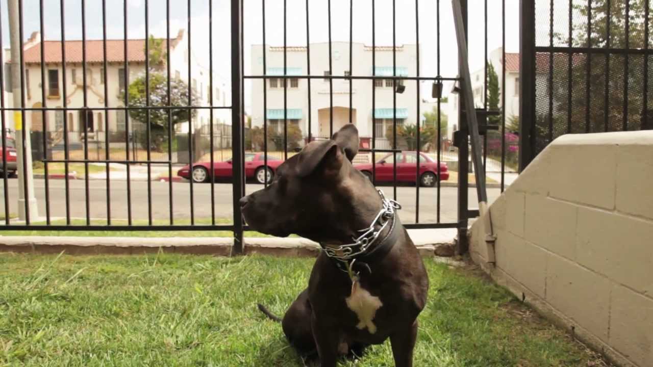 Bernie Mac - Is this a pure bred APBT?