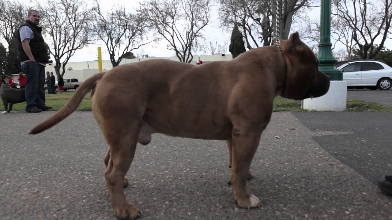 American bully - Sugar daddy (3yo)