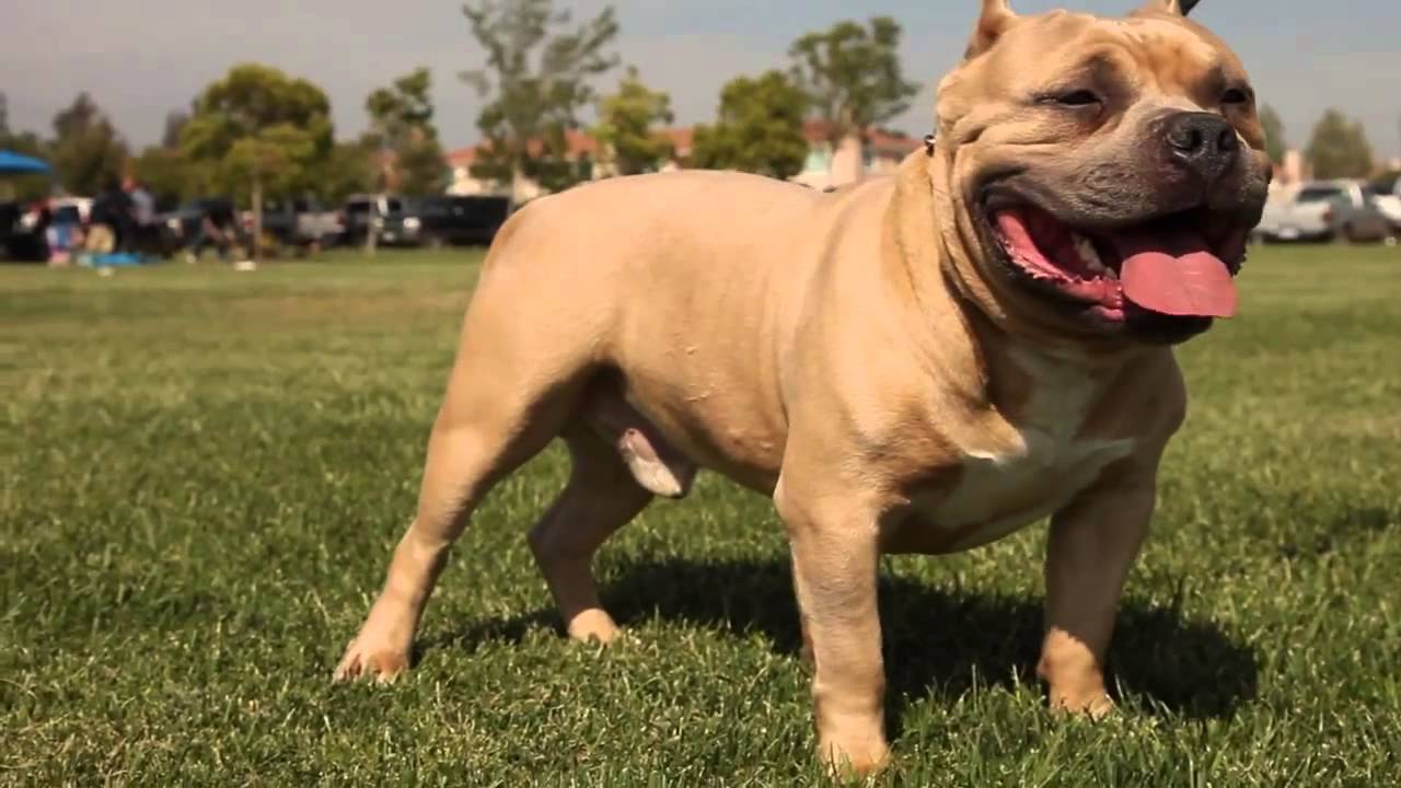 American bully - CH Pretty Boy (re-up)