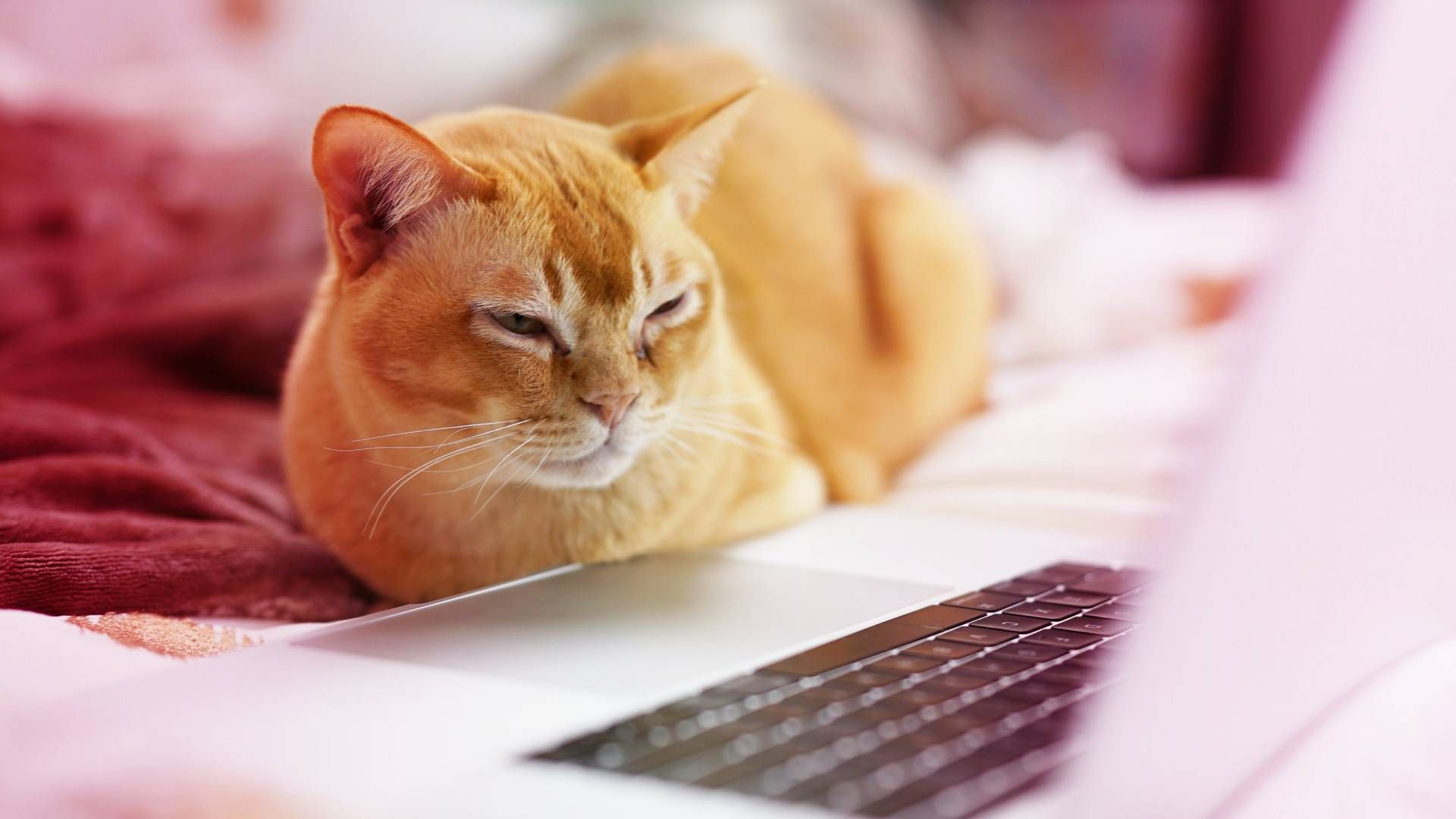 How to set Google to find the best gaming sites, guides and news