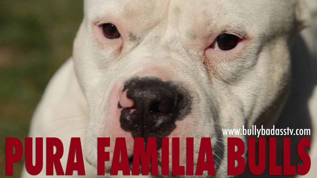 American bully - Gringo
