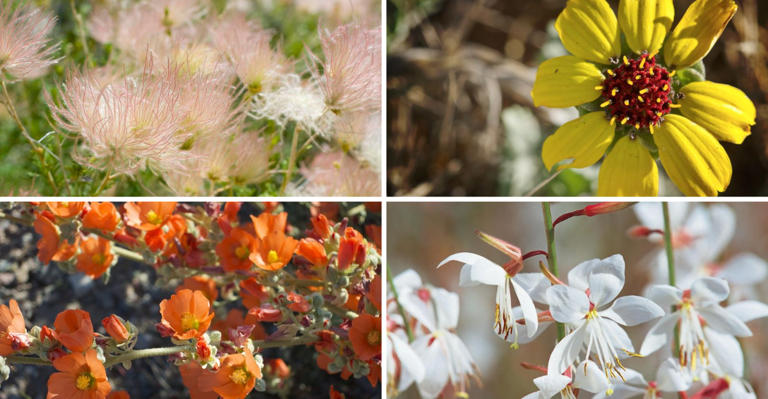 16 New Mexico Flowers That Thrive In The Desert Sun And Make Any Yard ...