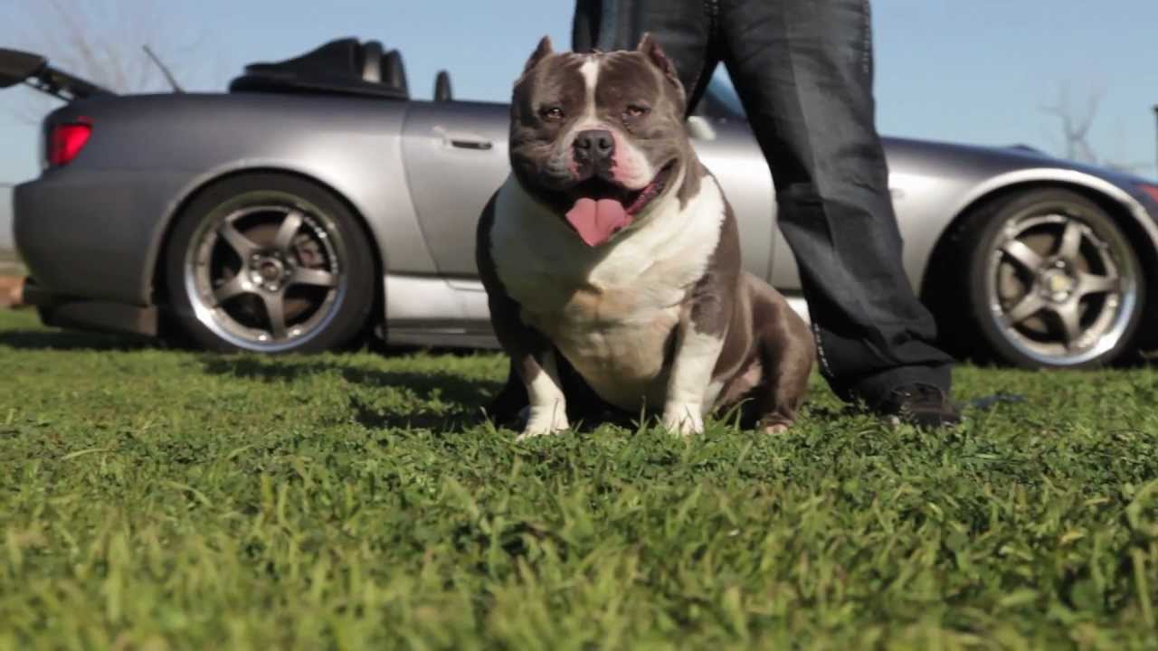 American bully - H2O