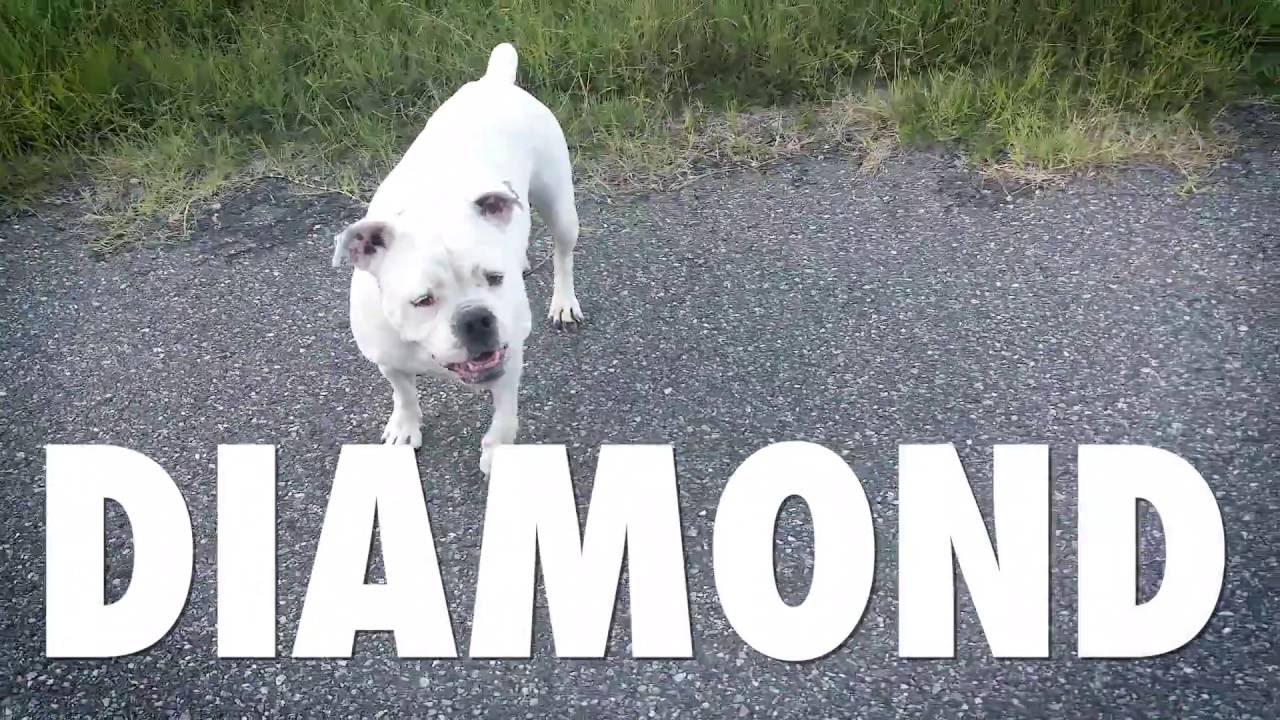 Diamond the hybrid American bulldog