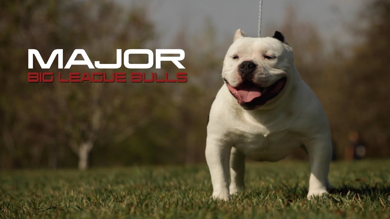American bully - major
