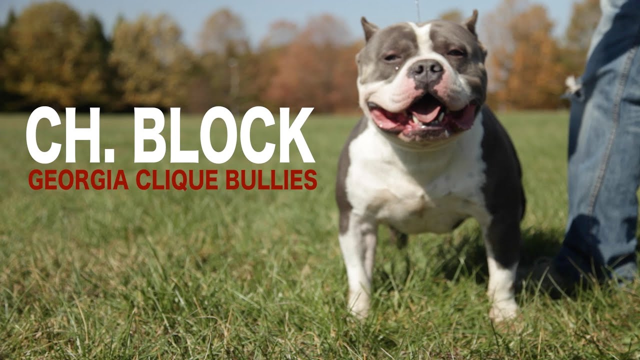 American bully - ABKC CH block