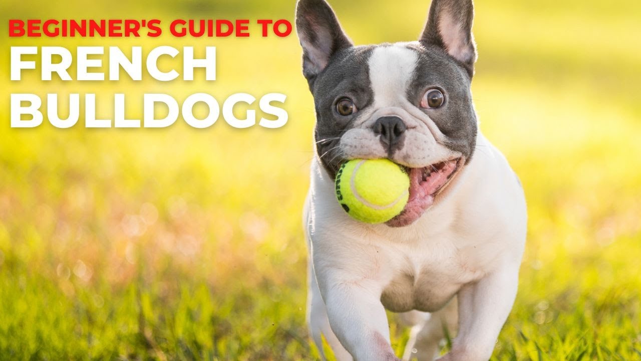 Beginner's guide to the French bulldog