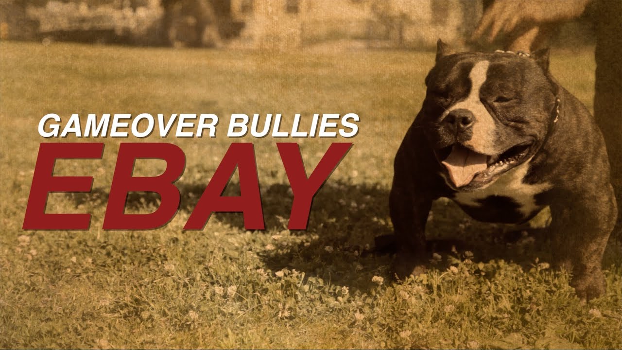 Extreme pocket bully - Gameover's eBay