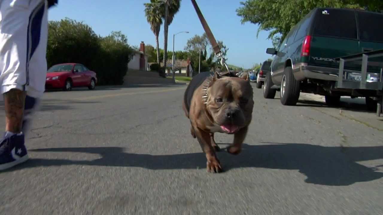 American bully - Diego's thing