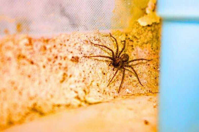 Natural item will keep spiders away while making your home smell like ...
