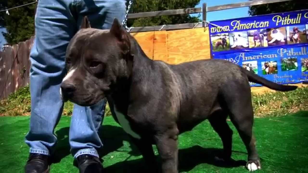 AMERCAN BULLY KENNEL - APBT KENNELS