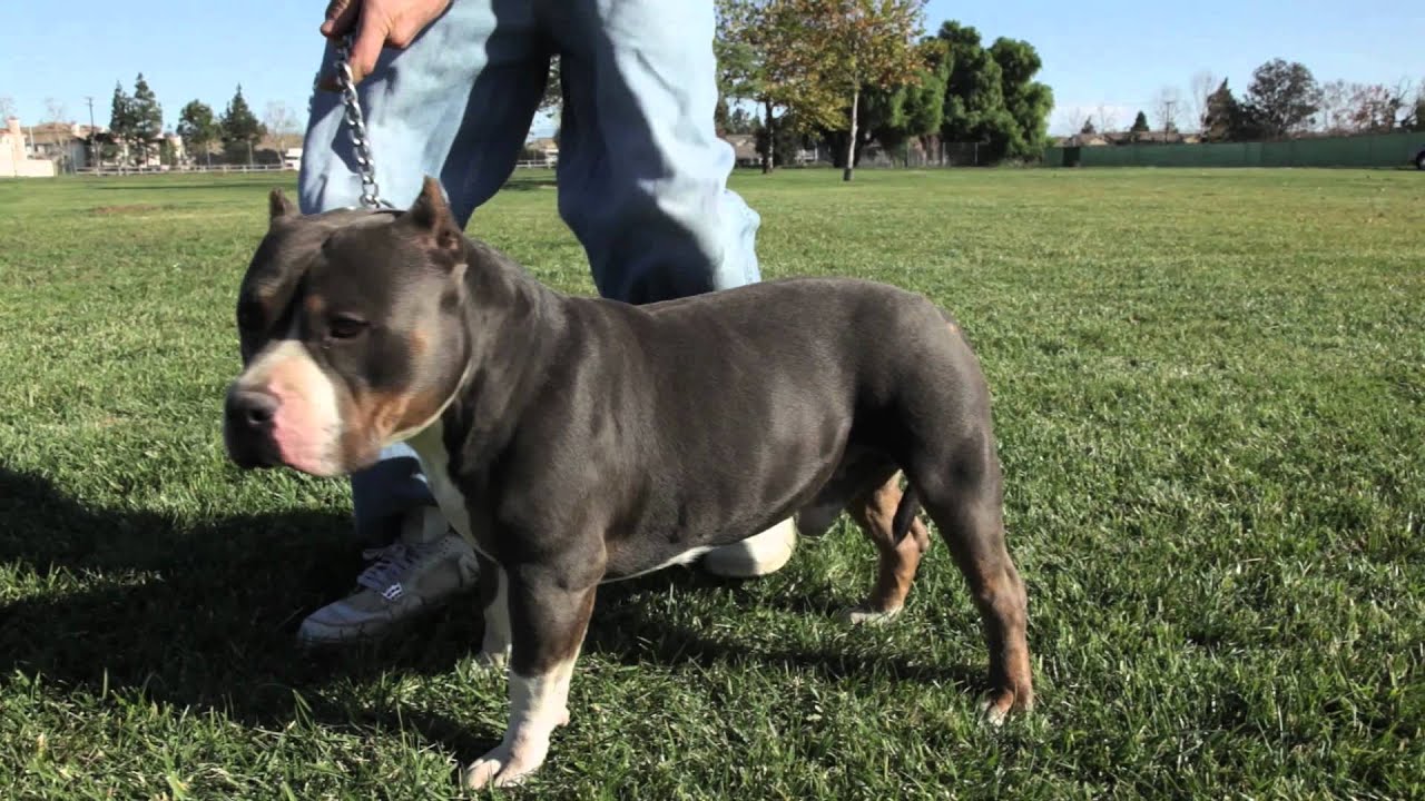 AMERICAN BULLY - LOCK N LOAD