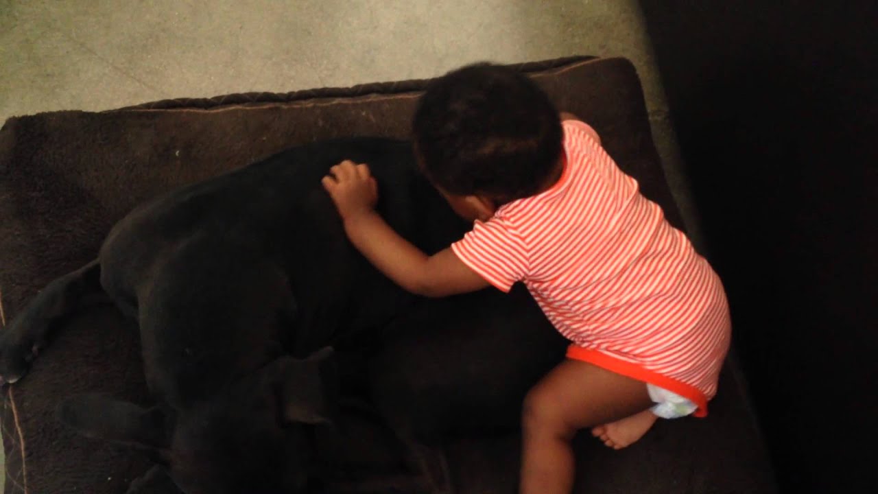 Vicious baby attack on pit bull