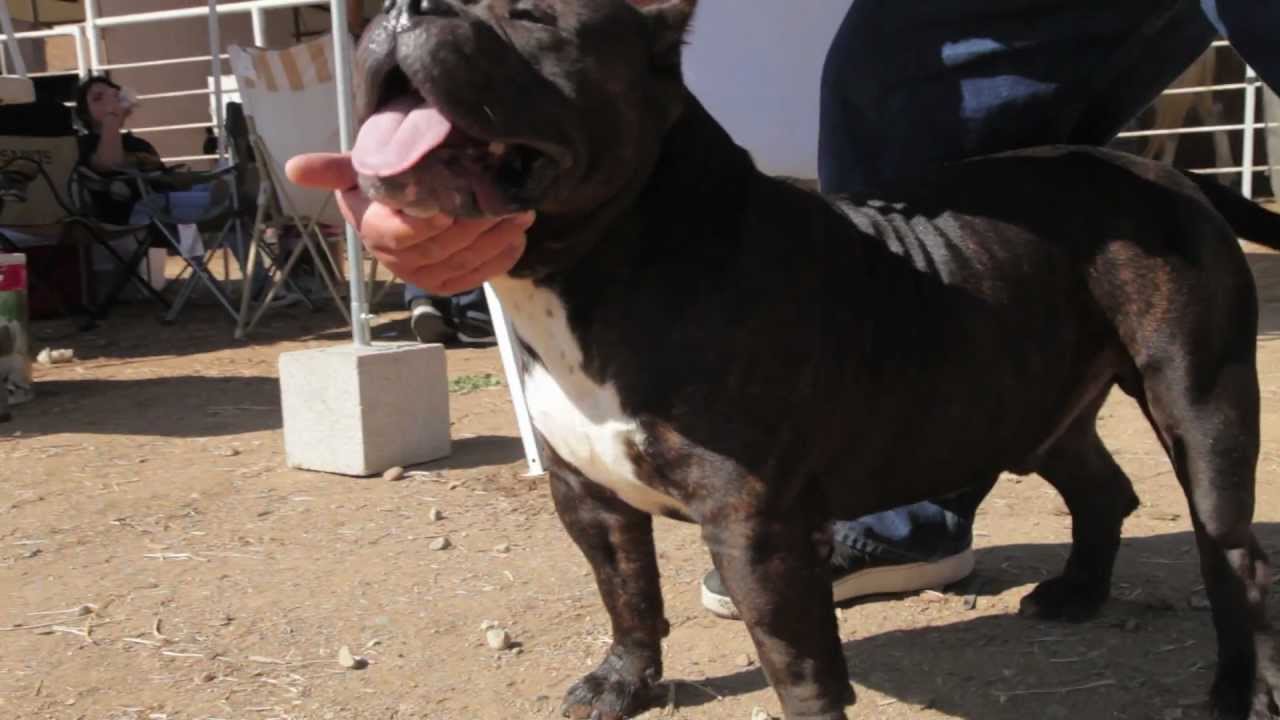 American Bully - Eazy E