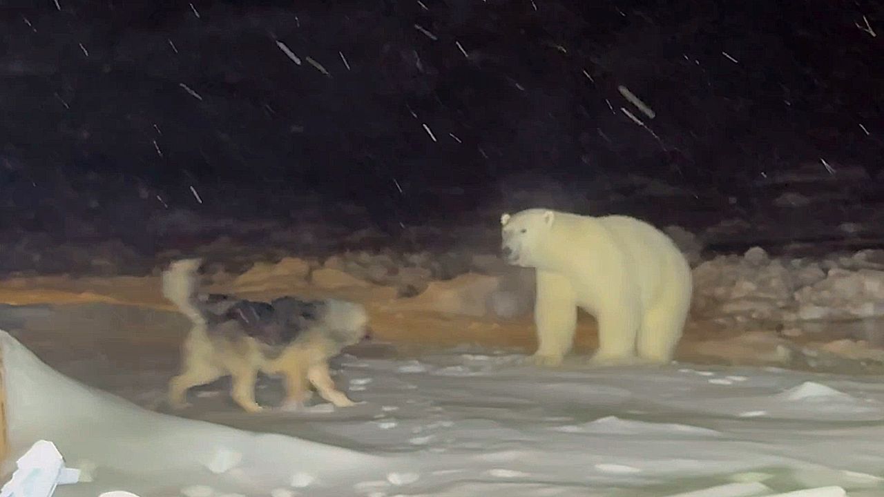 Dog tempts fate by antagonizing polar bear