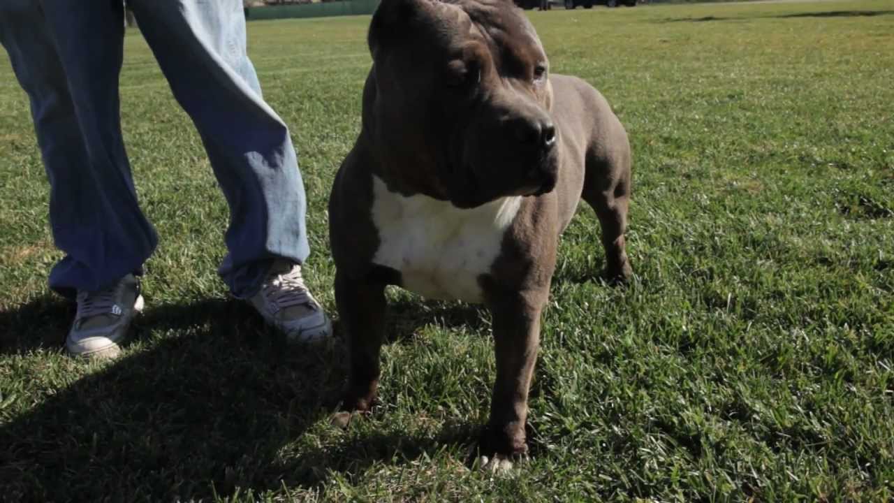 American bully - homie