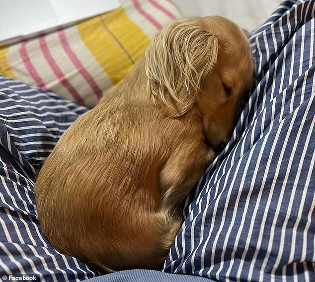 Devastated dog owner employs a PET DETECTIVE after her dachshund Luna ...