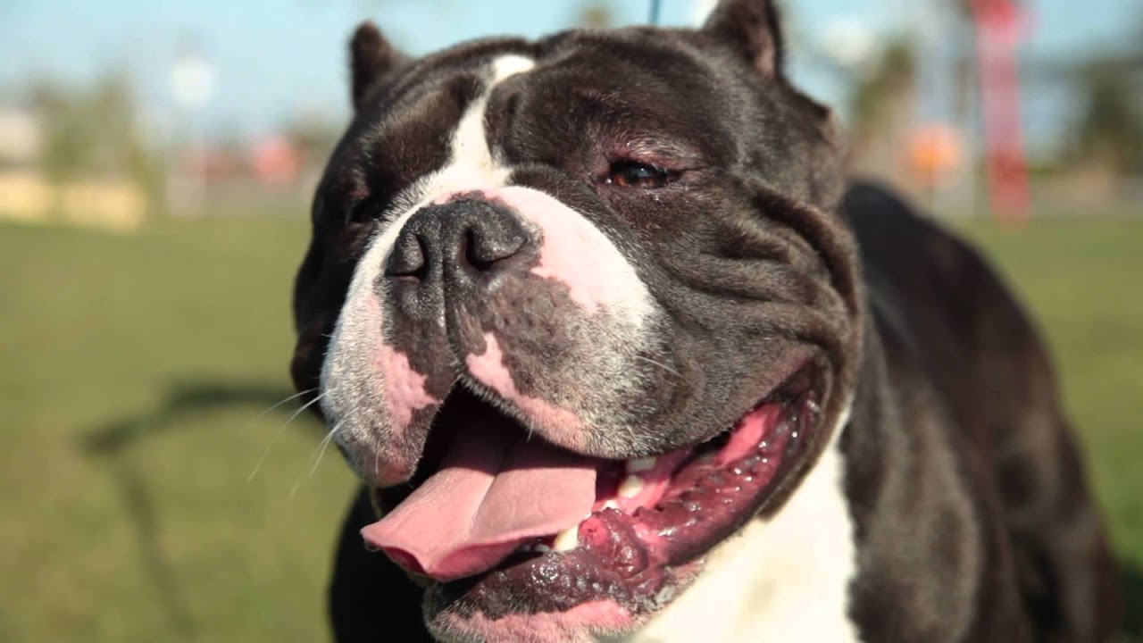 Exotic Bully - Whispers