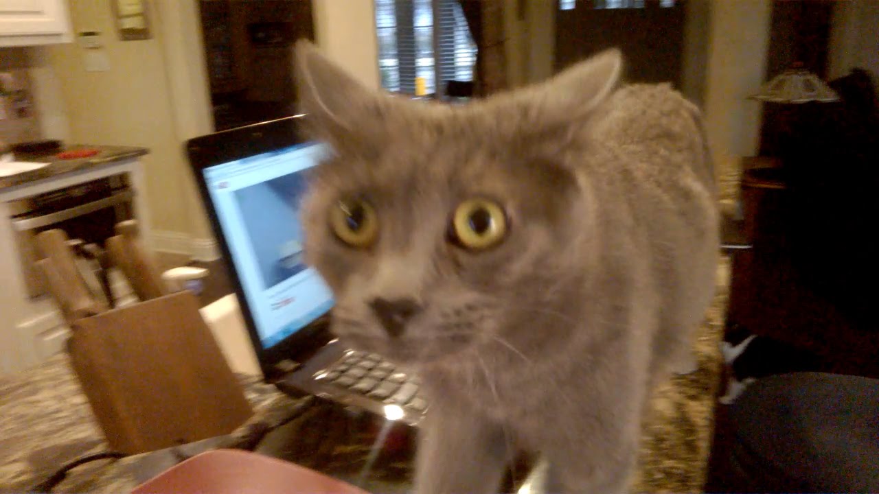 My cat listens to cat & dog sounds on computer