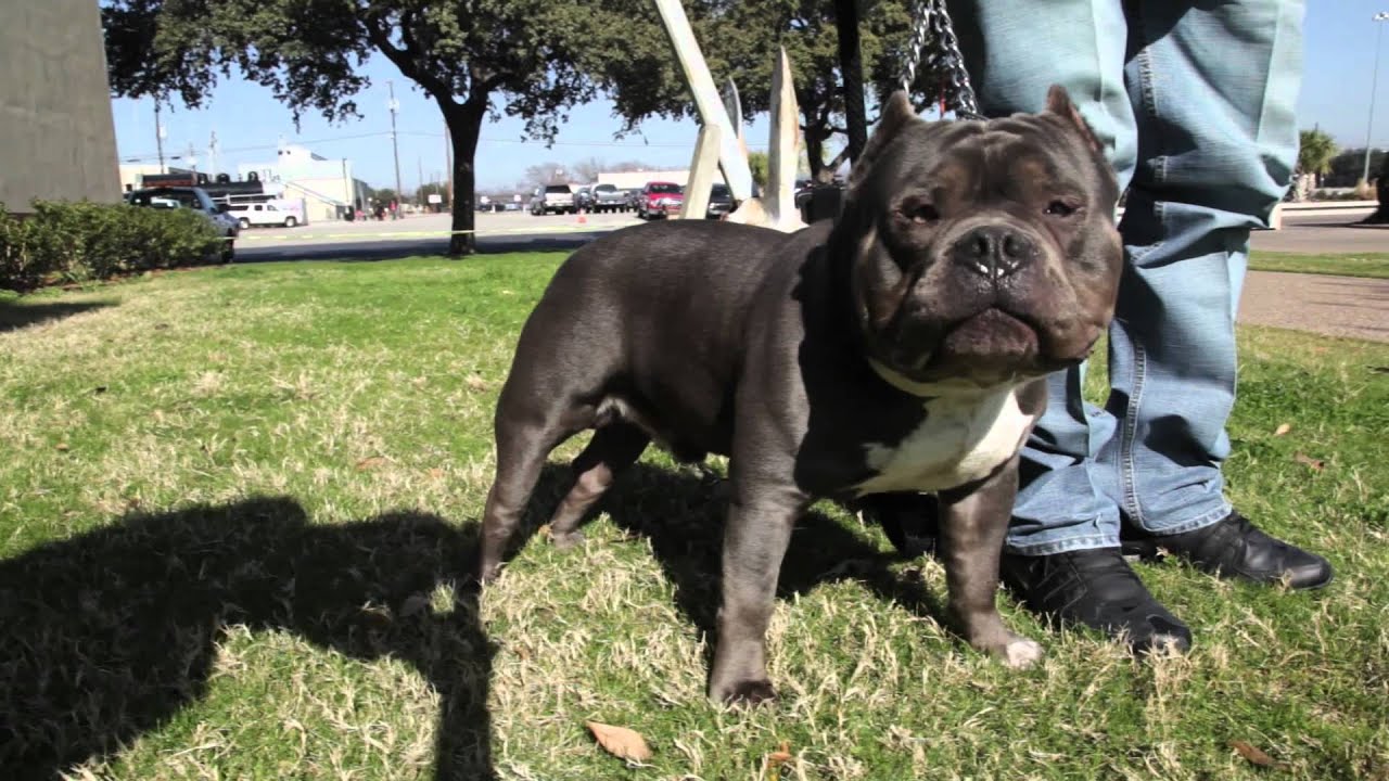 American bully - boss