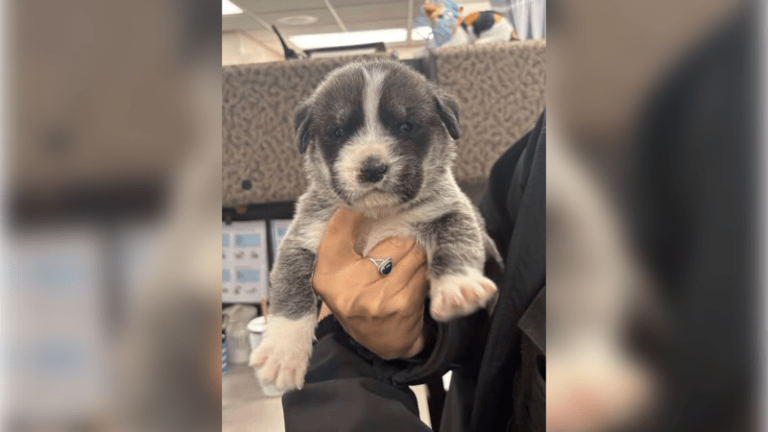 Man charged after being accused of throwing puppies out of car window ...