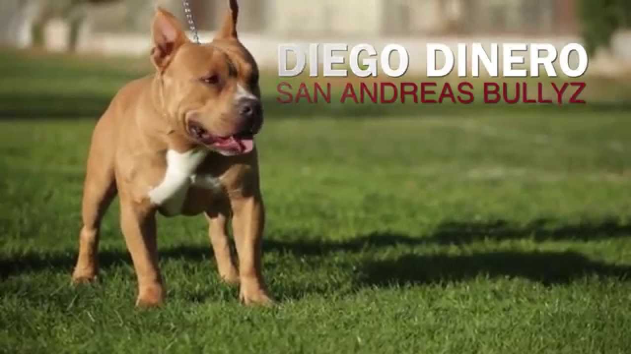 Diego Dinero - A true bully pit bull