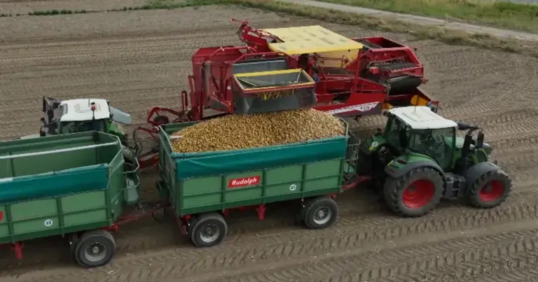 Túl sok a krumpli Németországban