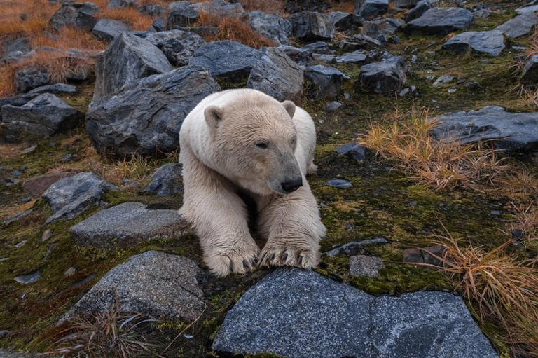 Bears threaten the world as ‘war rages in Japan’ and beasts steal ...