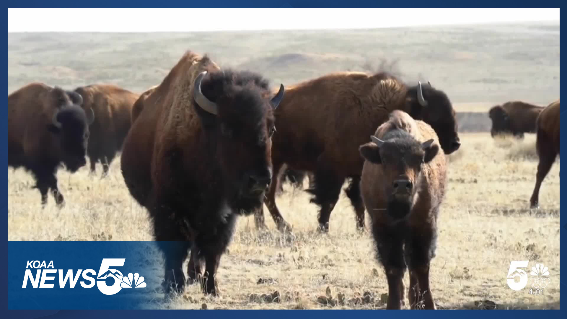 Colorado Parks and Wildlife approves dual classification for bison ...