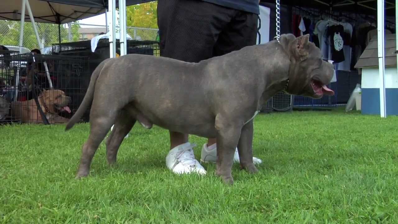 American bully - Saki bomb 11 mos. old