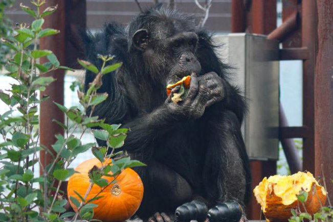 Chimp caught after escaping enclosure, galavanting around zoo