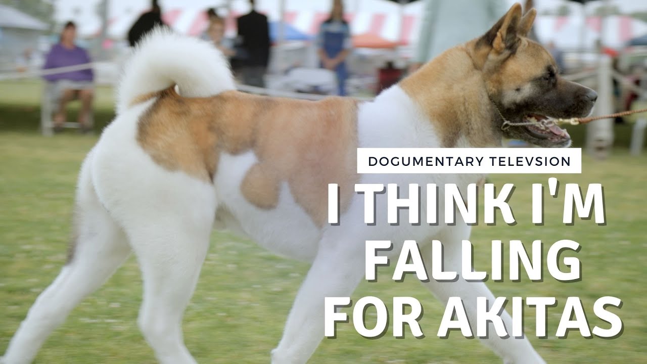 The unforgettable joy of Akita love
